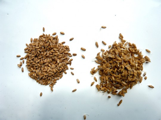 Sprouted spelt bread with seeds - Amy Chaplin