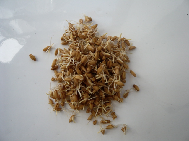 Sprouted spelt bread with seeds - Amy Chaplin