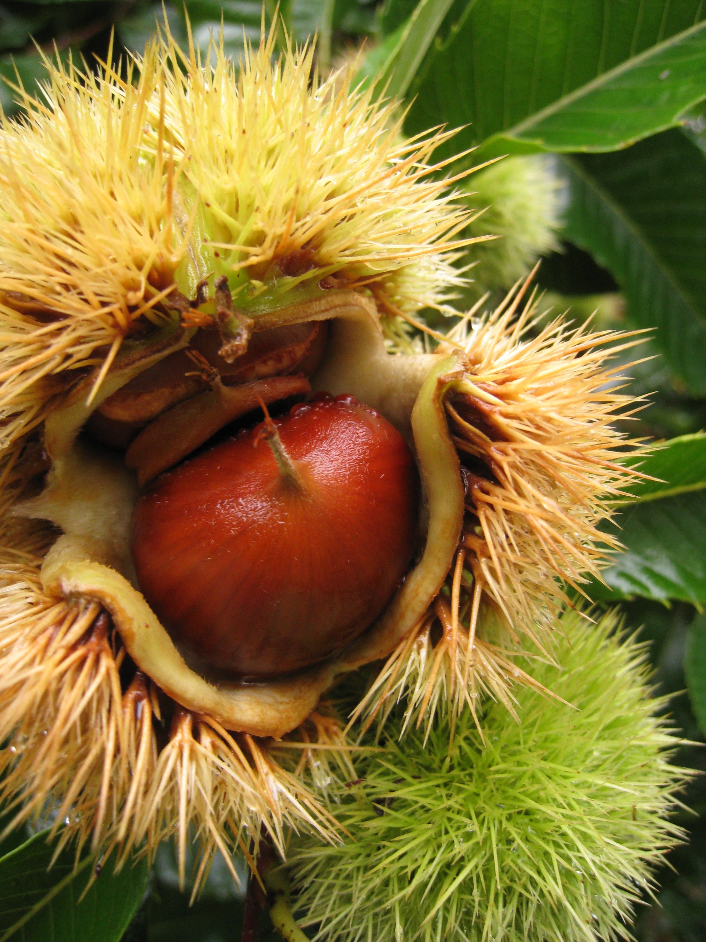 Roasted chestnuts - Amy Chaplin